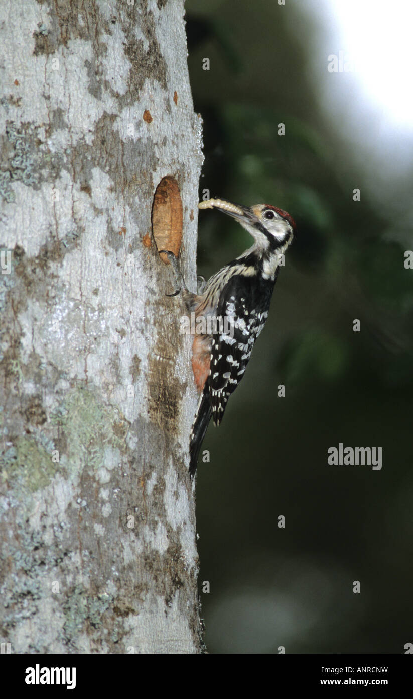 Male White-backed Woodpecker (Picoides leucotos lilfordi) at nest-hole ...