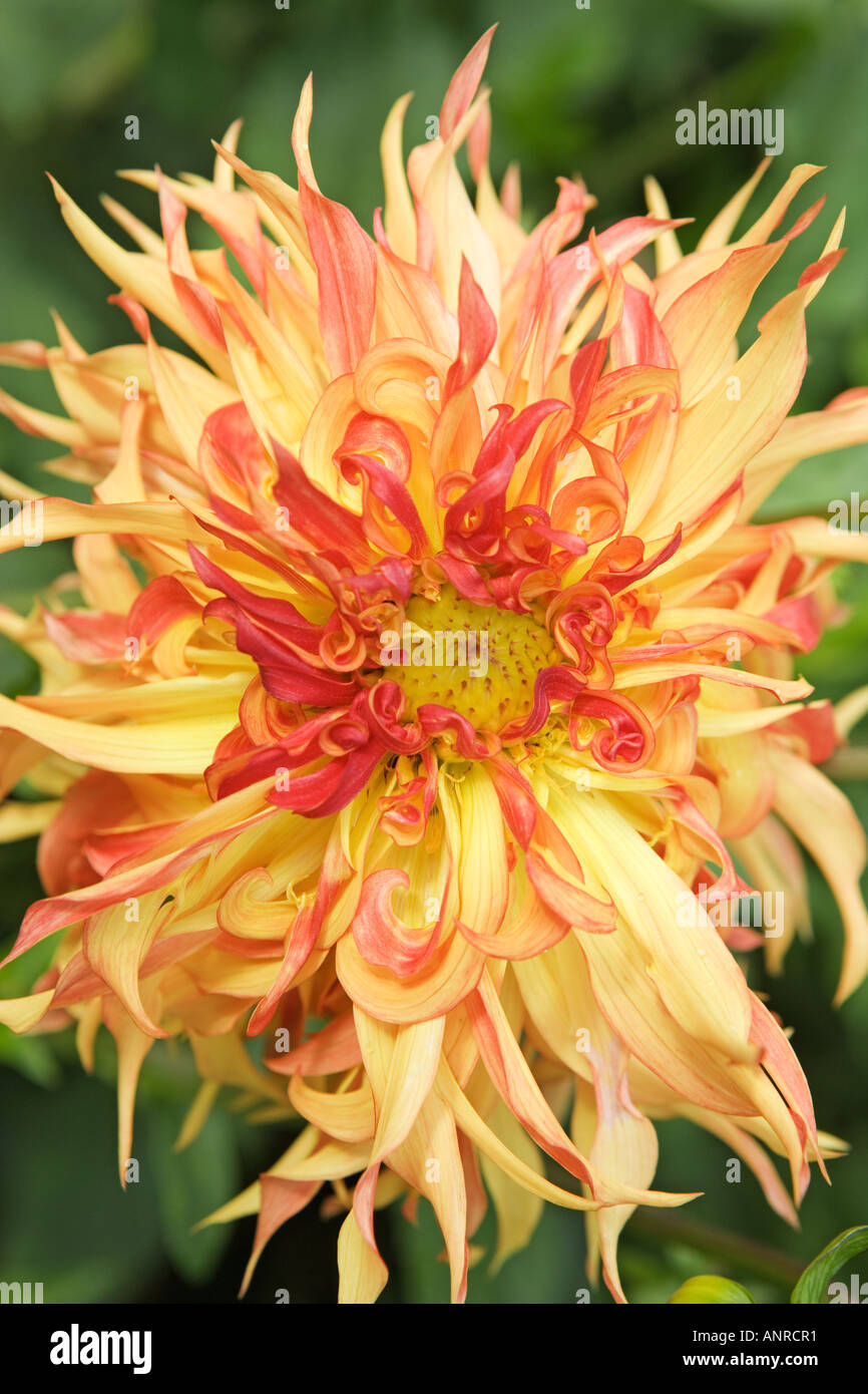 Dahlia blooms hi-res stock photography and images - Alamy