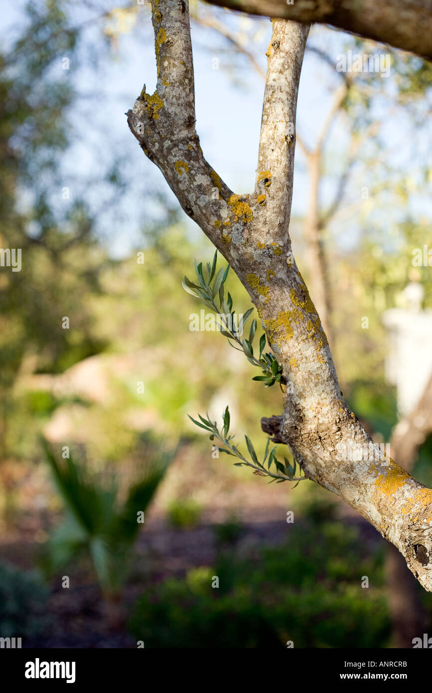 Olive tree latin name hi-res stock photography and images - Alamy