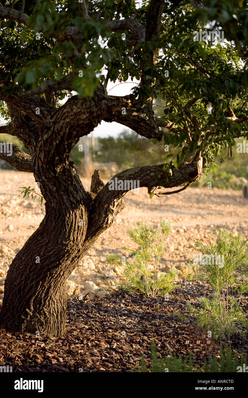 COMMON NAME: Olive tree LATIN NAME: Olea europea Stock Photo - Alamy