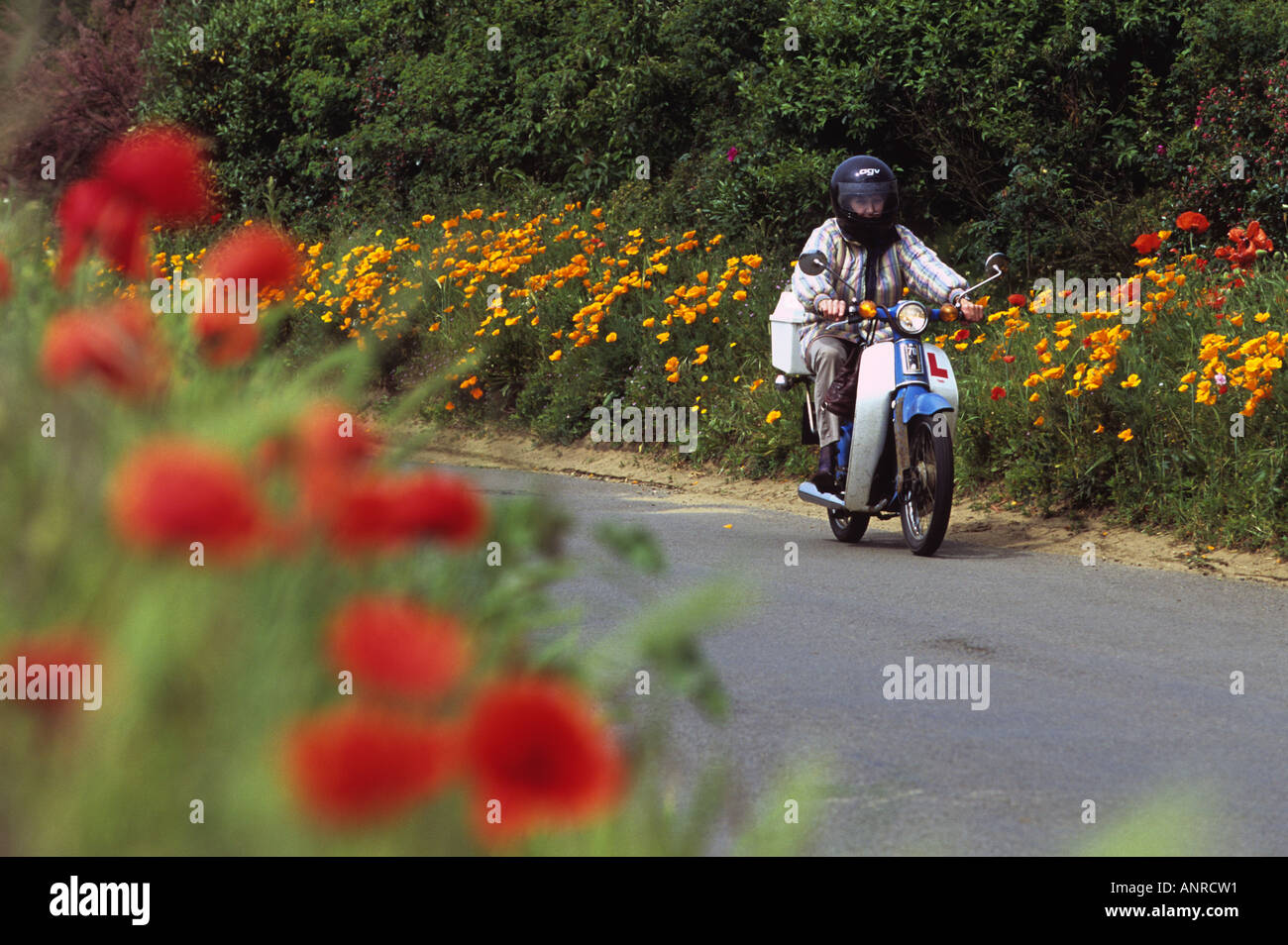 Moped rider on a country road in the village of Hollesley, Suffolk, UK ...