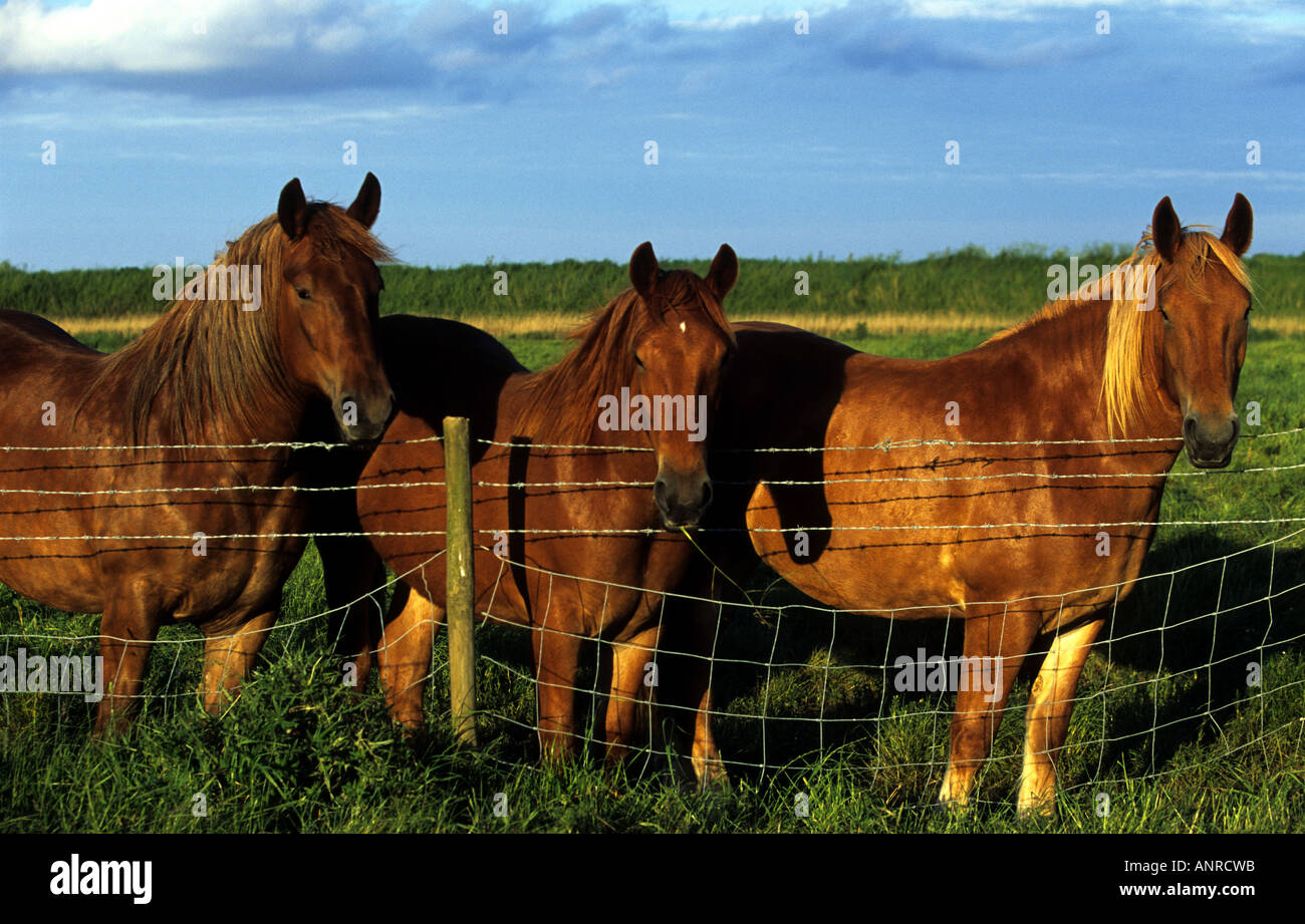Suffolk Punch shire horses, Hollesley, Suffolk, UK Stock Photo - Alamy