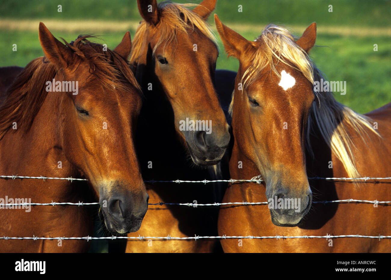 Suffolk Punch shire horses, Hollesley, Suffolk, UK Stock Photo - Alamy
