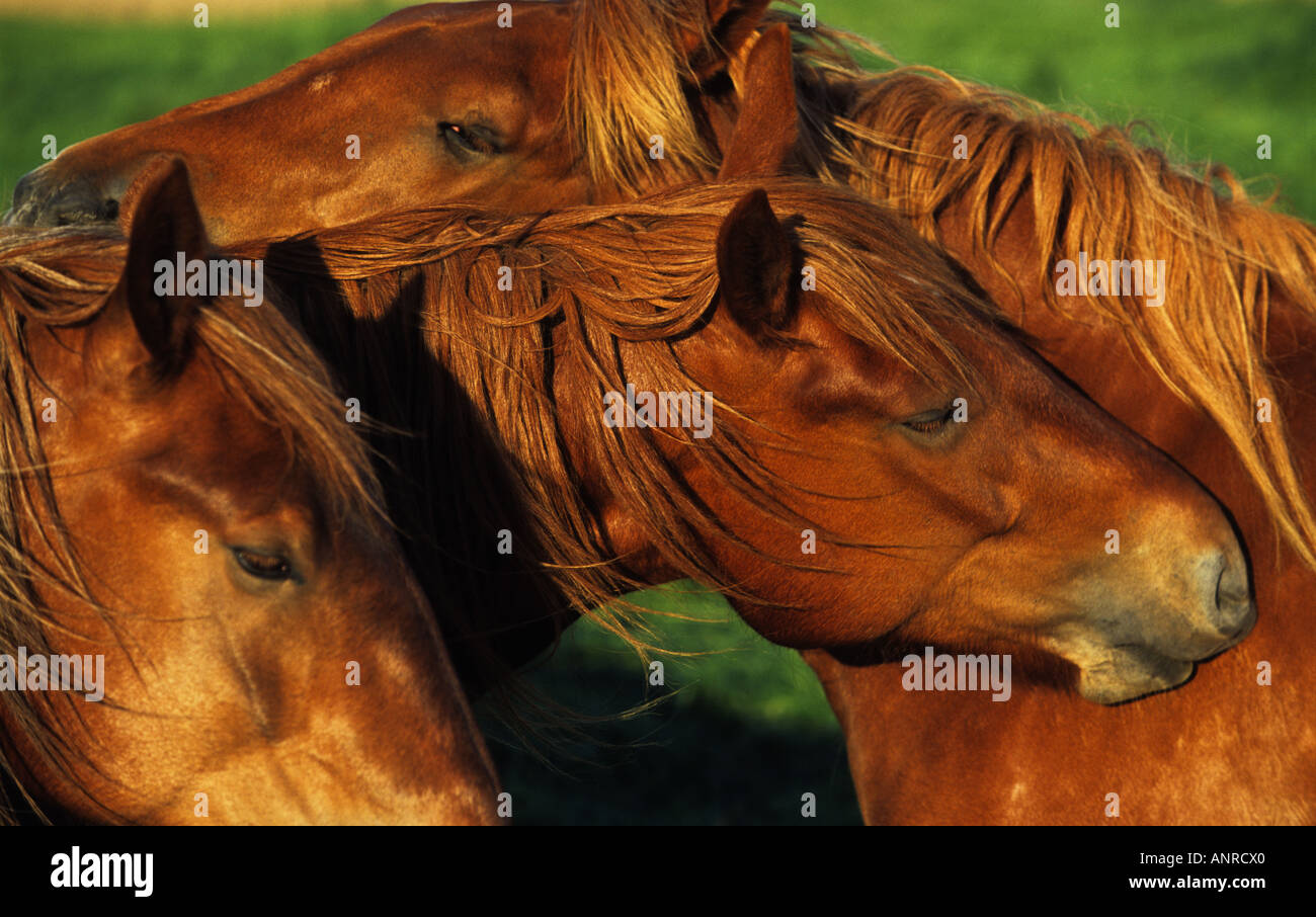 Suffolk Punch shire horses, Hollesley, Suffolk, UK Stock Photo - Alamy
