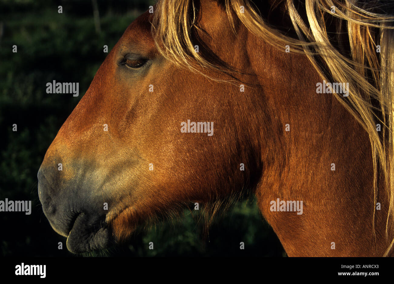 Suffolk Punch shire horse at Hollesley, Suffolk, UK Stock Photo - Alamy