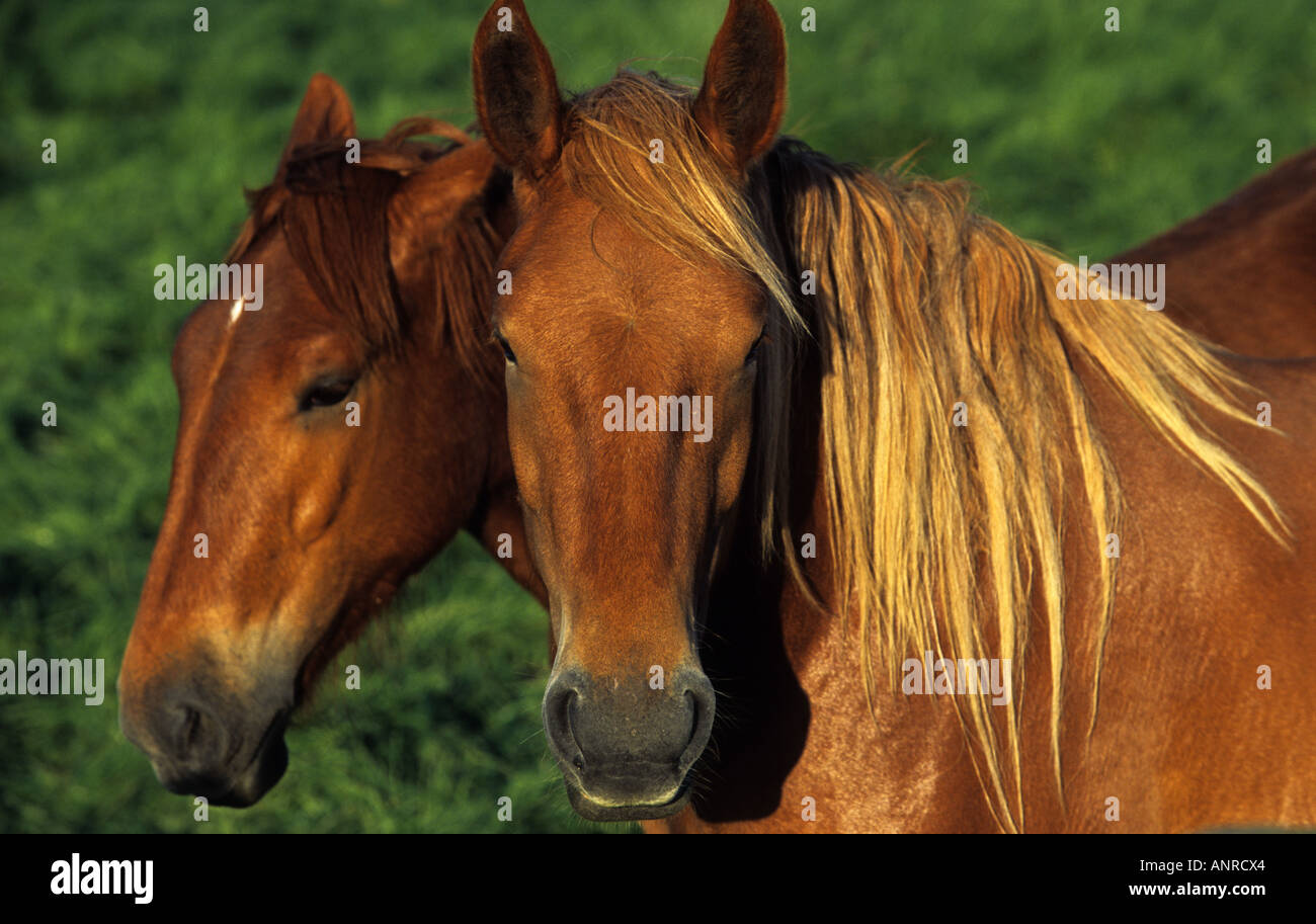 Suffolk Punch shire horses, Hollesley, Suffolk, UK Stock Photo - Alamy