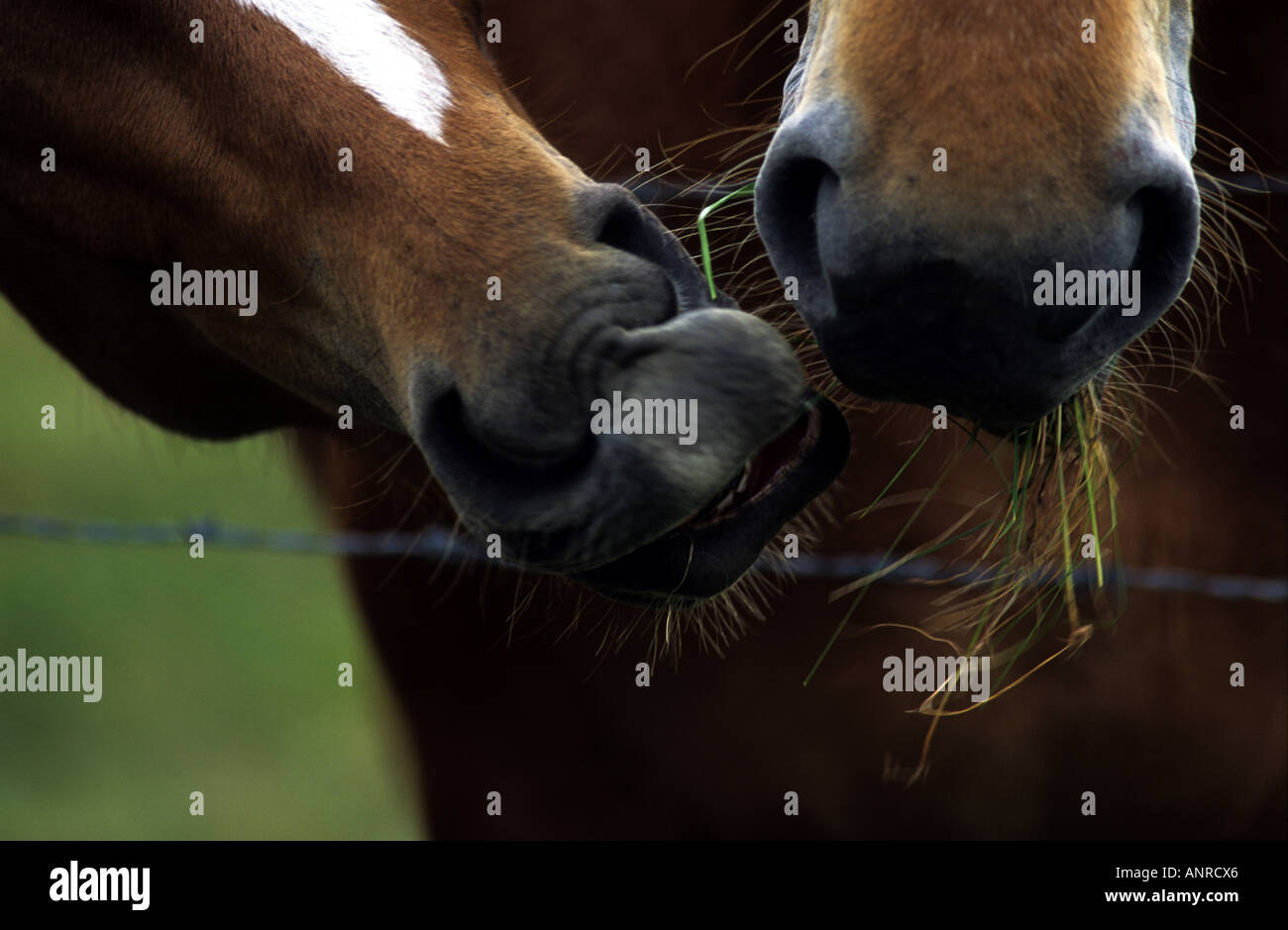 Suffolk Punch shire horses, Hollesley, Suffolk, UK Stock Photo - Alamy