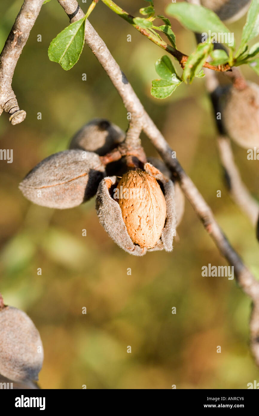 Common almond prunus dulcis hi-res stock photography and images - Alamy