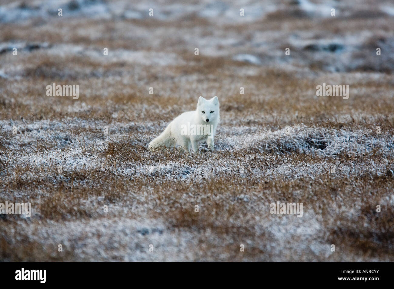 An Arctic Fox stands in front of a frozen lake at dawn Stock Photo - Alamy