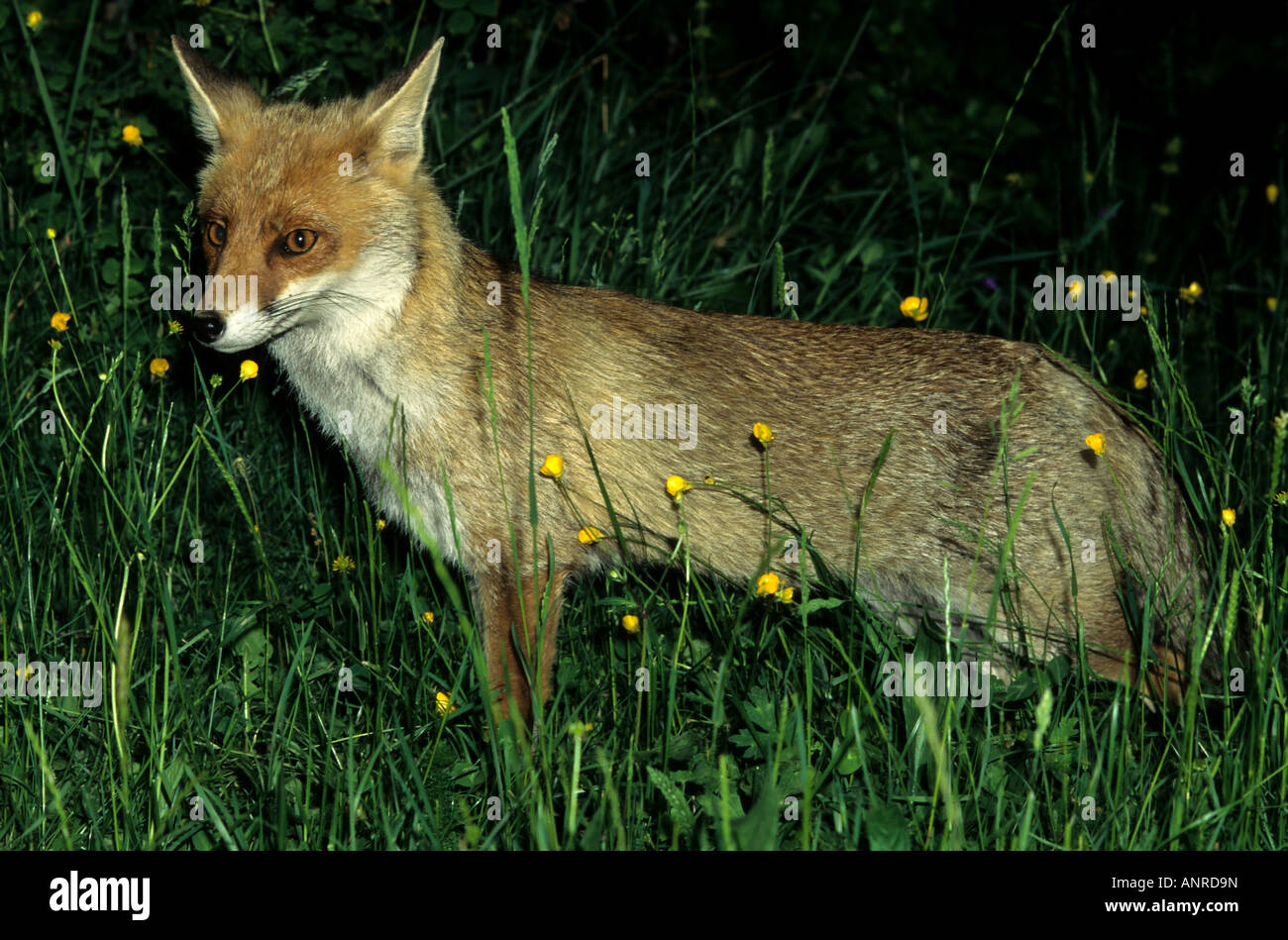 Red Fox (Vulpes vulpes), Abruzzo National Park, Italy Stock Photo - Alamy