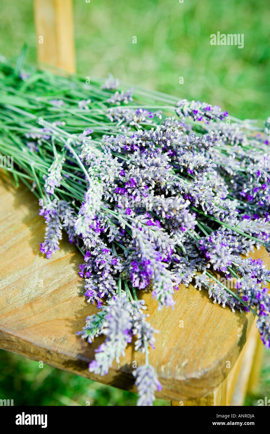 COMMON NAME: English lavender LATIN NAME: Lavandula Stock Photo - Alamy