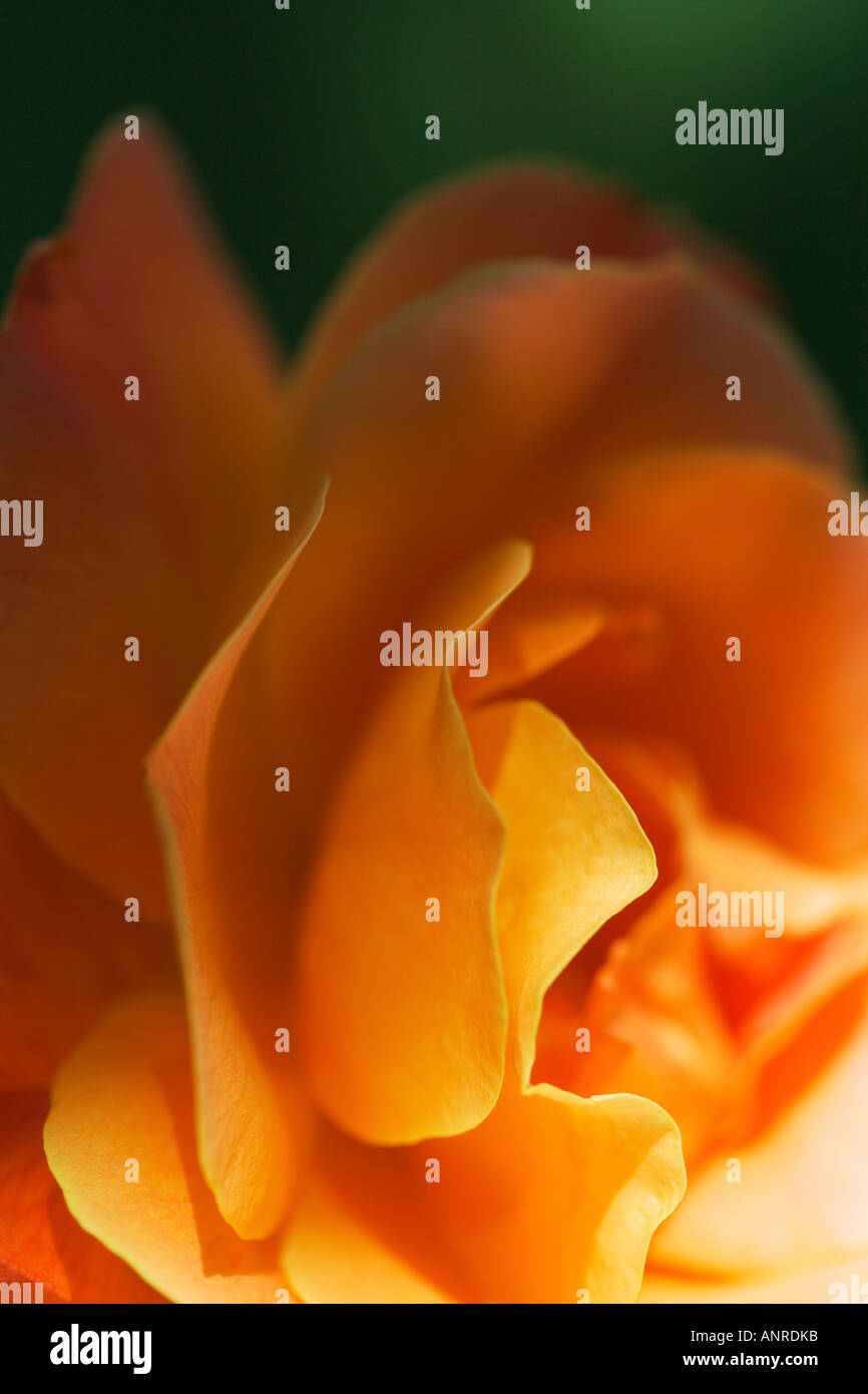 Common apricot hi-res stock photography and images - Alamy