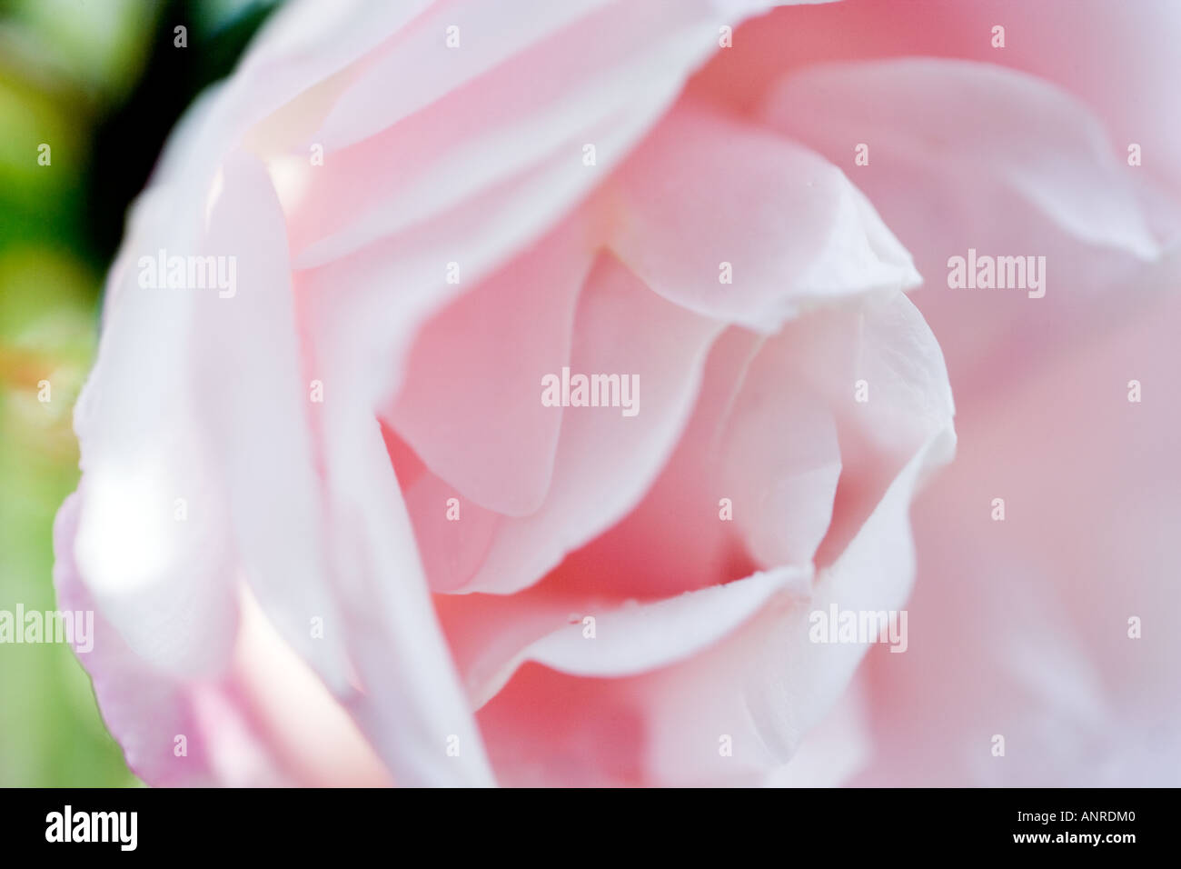 Rose Petals Latin Name High Resolution Stock Photography and Images - Alamy