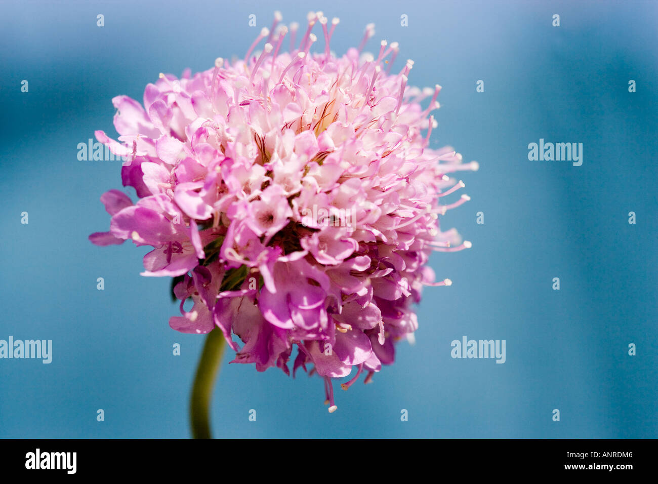 COMMON NAME: Scabious LATIN NAME: Scabiosa Stock Photo - Alamy
