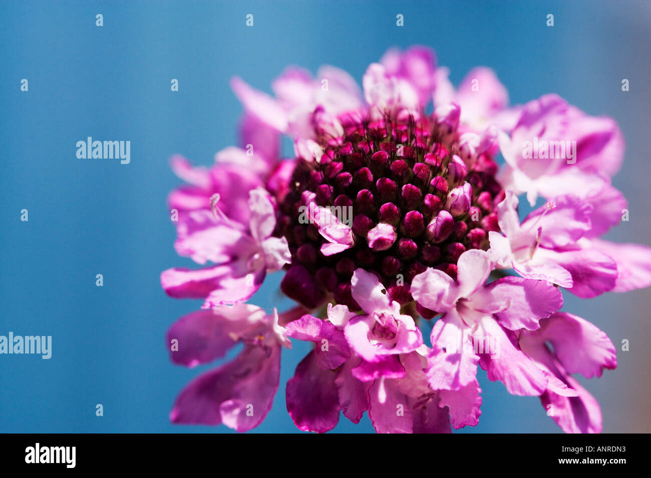 COMMON NAME: Scabious LATIN NAME: Scabiosa Stock Photo - Alamy
