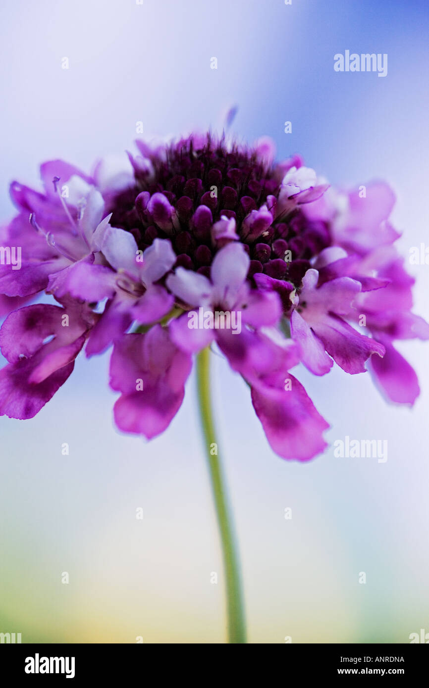 Mauve scabious flowers hi-res stock photography and images - Alamy