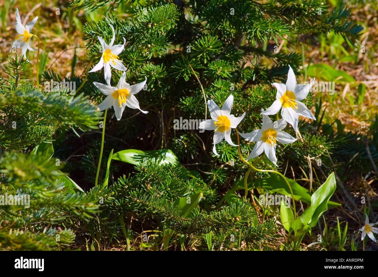 Hurricane lilies hi-res stock photography and images - Alamy