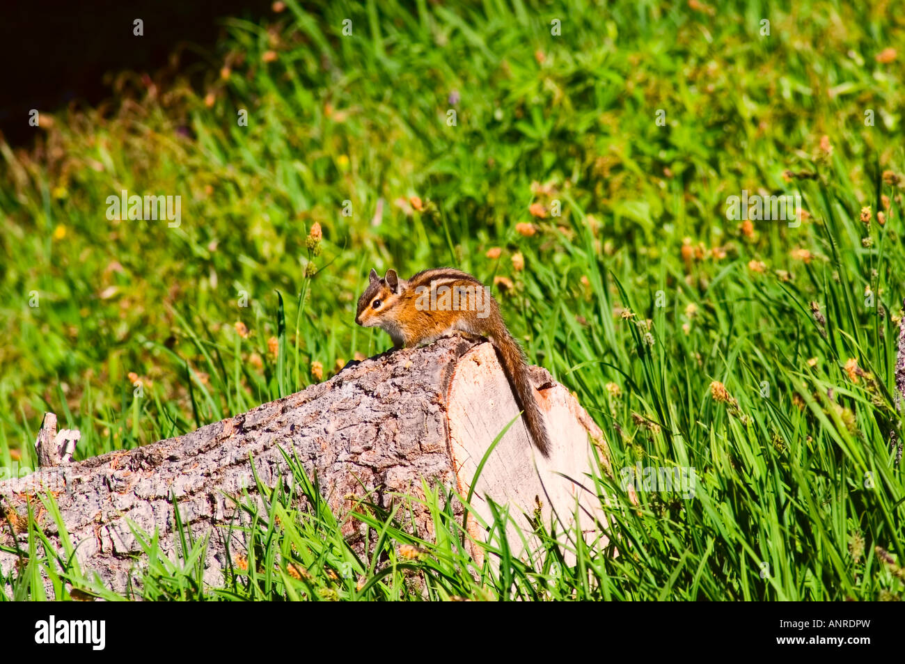 Olympic chipmunk hi-res stock photography and images - Alamy
