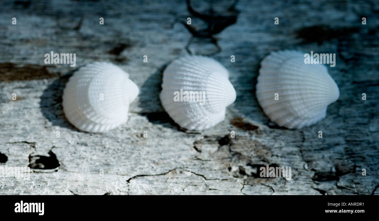 Common sea shells hi-res stock photography and images - Alamy