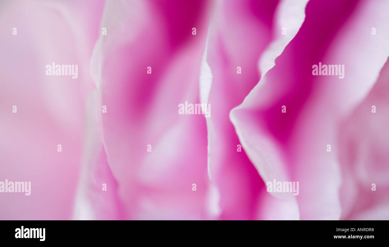 Rose petals latin name hi-res stock photography and images - Alamy