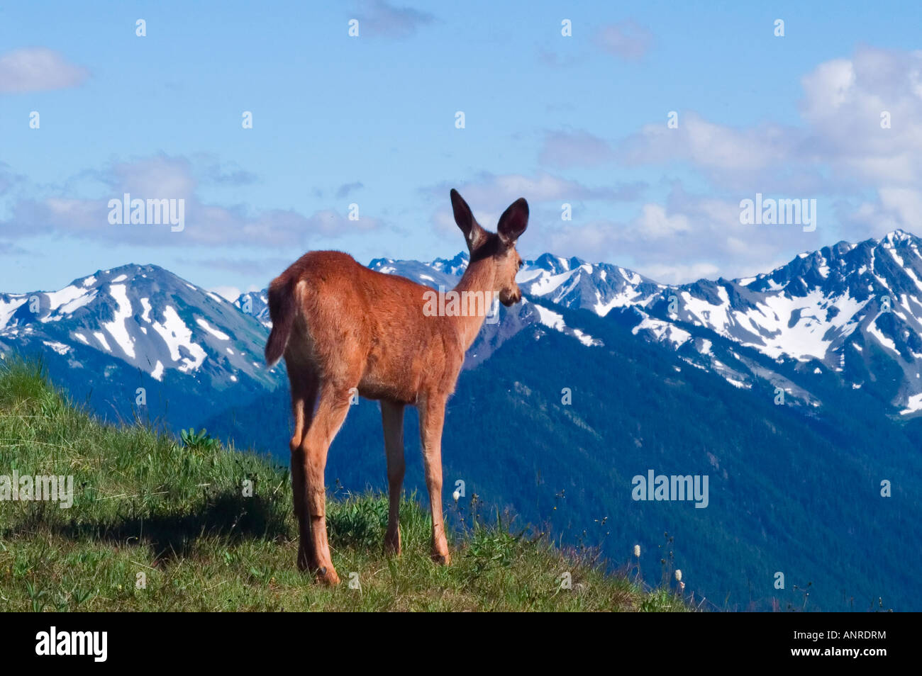 Deer ridge lookout hi-res stock photography and images - Alamy