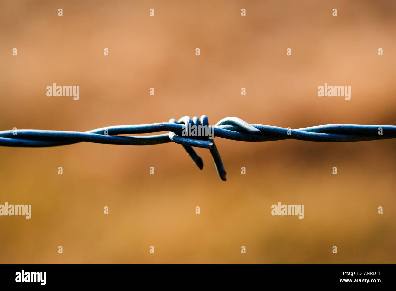 COMMON NAME: Barbed wire Stock Photo - Alamy