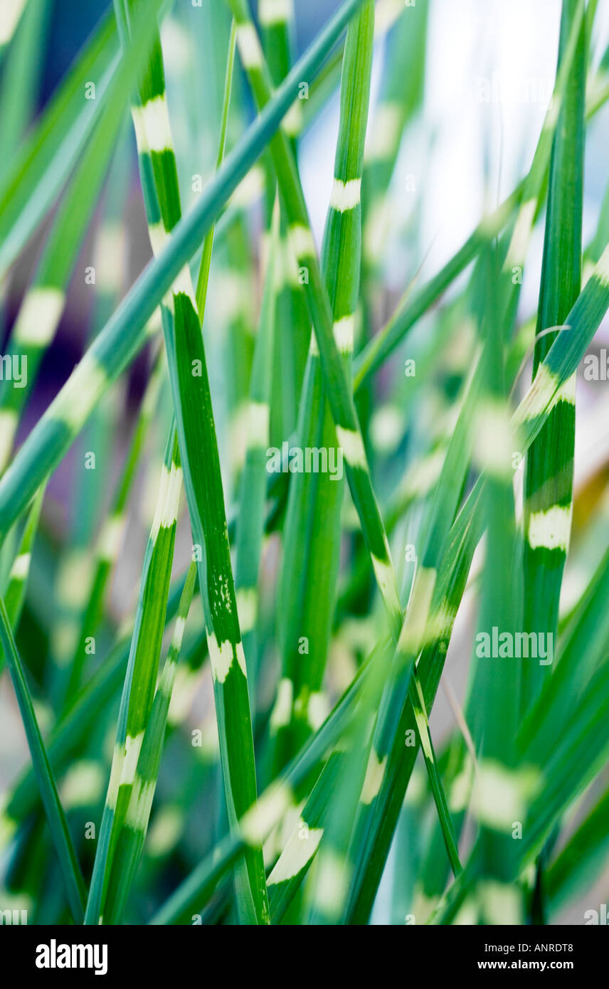COMMON NAME: Ornamental grass Stock Photo - Alamy