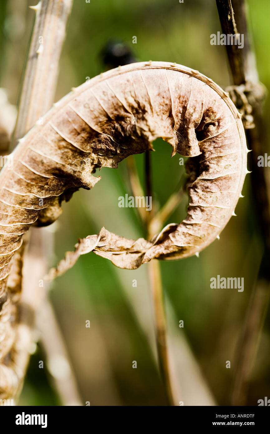 Curled up autumn leaf on hi-res stock photography and images - Alamy