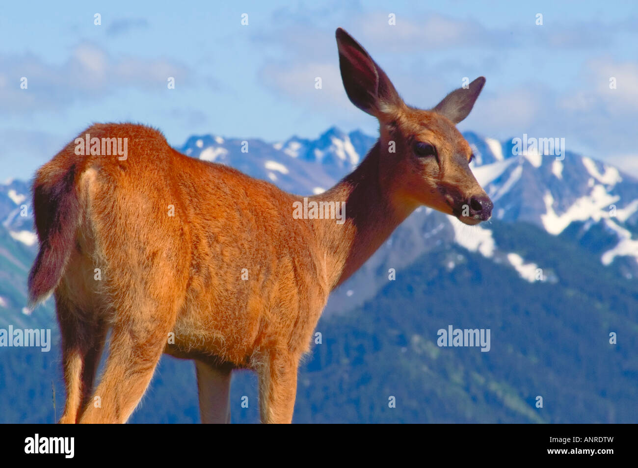 Hurricane Ridge Deer Stock Photo - Alamy