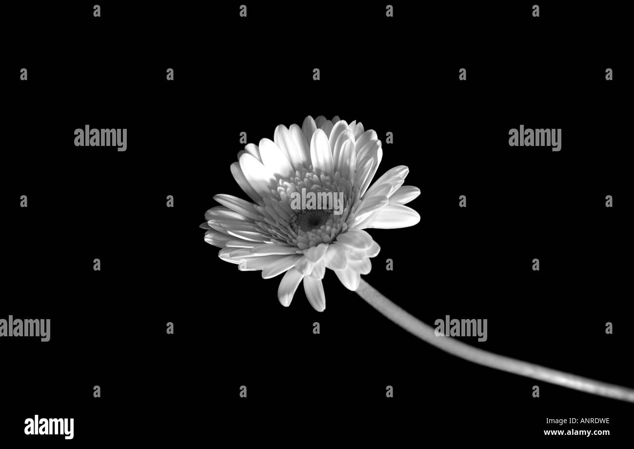 Rose in studio Black and White Stock Photos & Images - Alamy