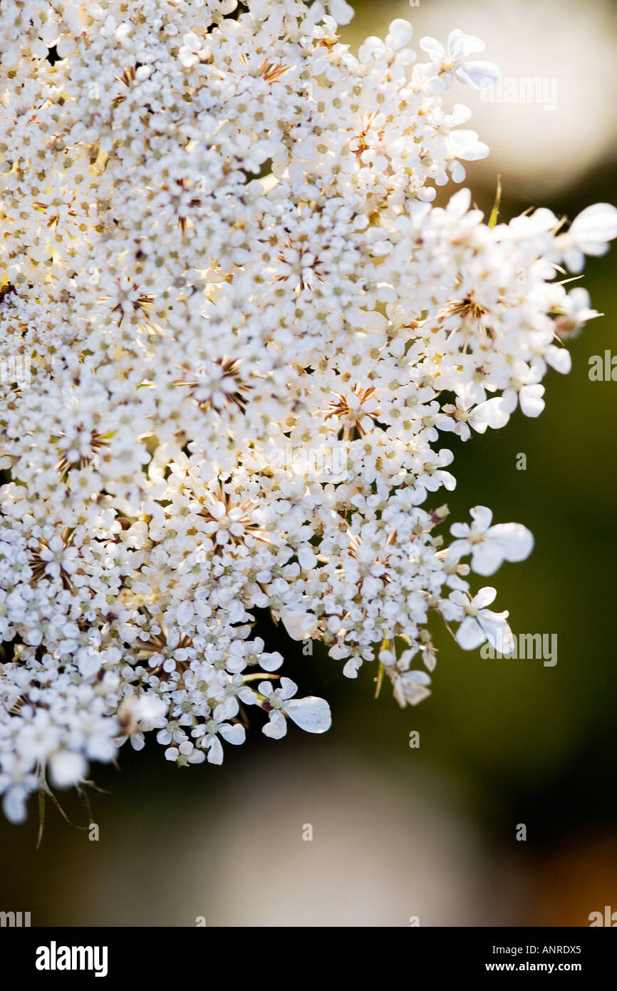 COMMON NAME: Wild carrot LATIN NAME: Daucus carota Stock Photo - Alamy