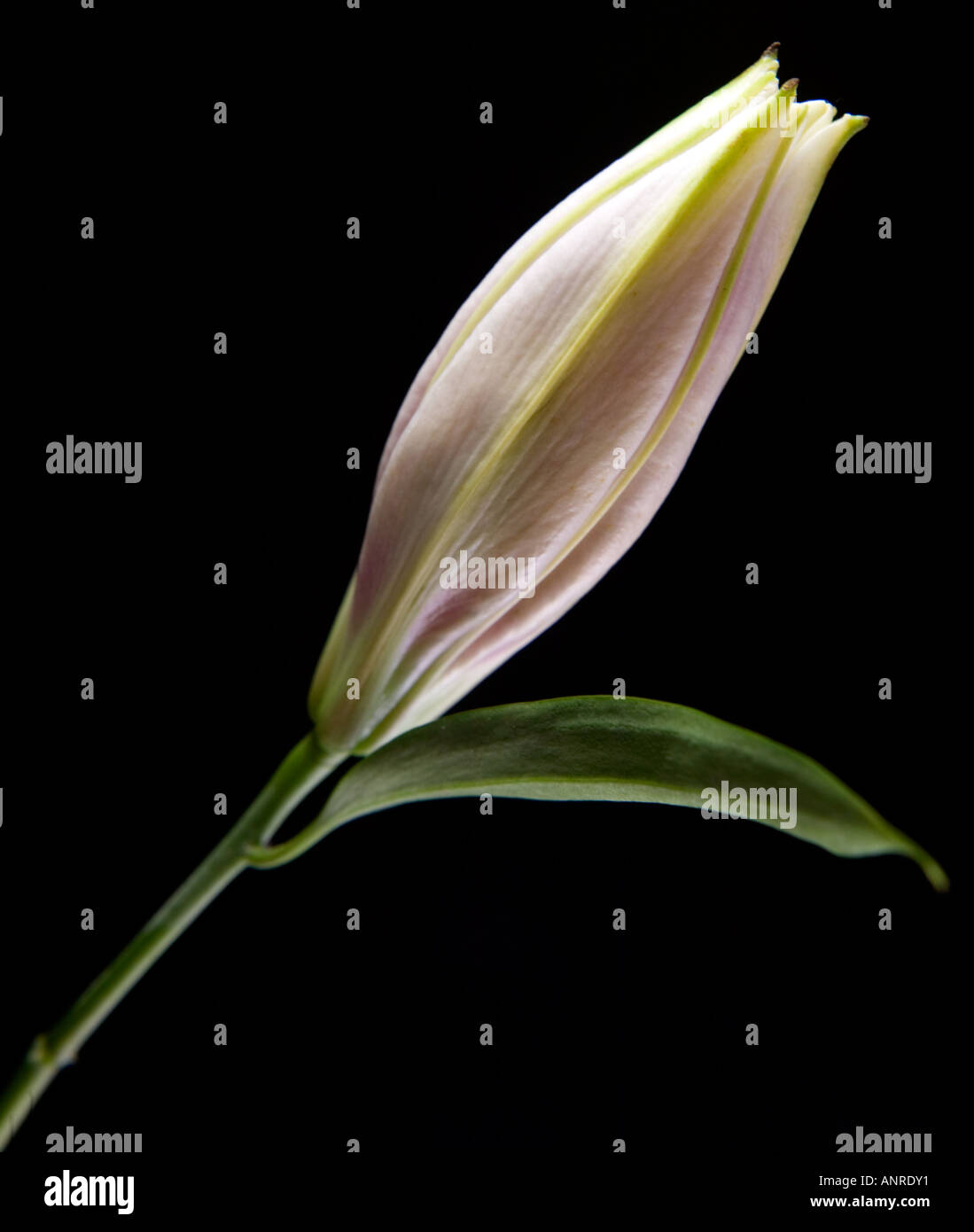 Lily in Profile Stock Photo - Alamy