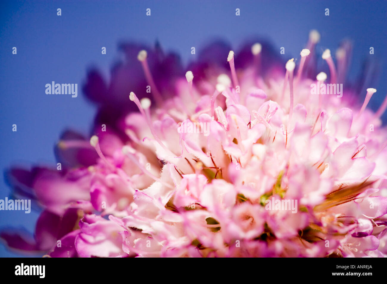 COMMON NAME: Scabious LATIN NAME: Scabiosa Stock Photo - Alamy