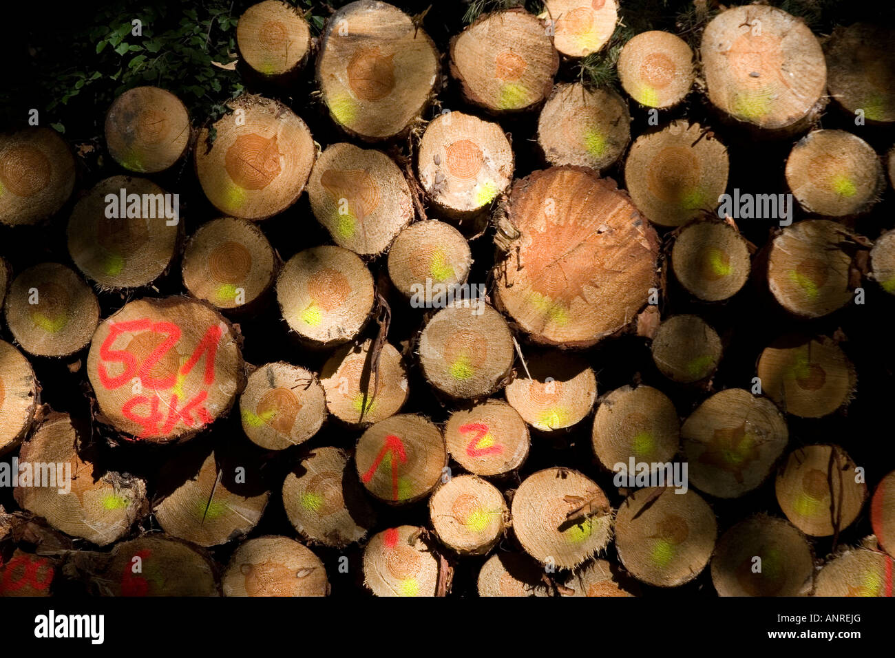 Tree log figure hi-res stock photography and images - Alamy