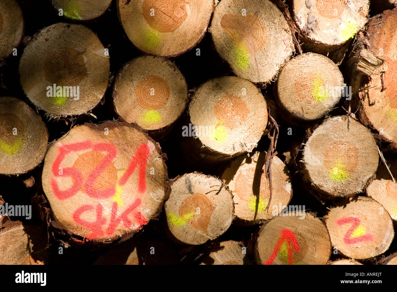 Pine discs hi-res stock photography and images - Alamy