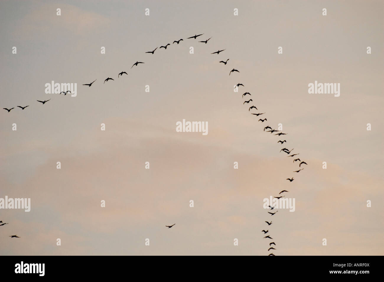 Formation Finish High Resolution Stock Photography and Images - Alamy