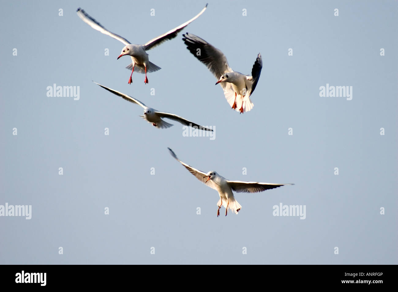 gang of four Stock Photo - Alamy