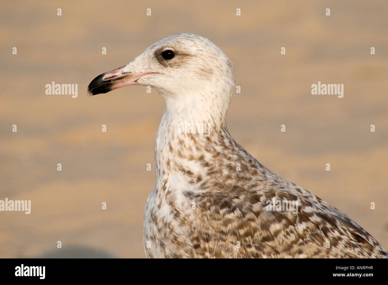 portrait of a young bird Stock Photo - Alamy