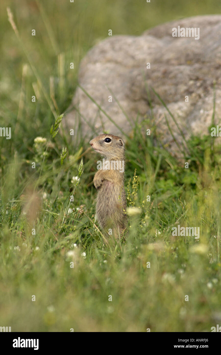 Haunches in hi-res stock photography and images - Alamy