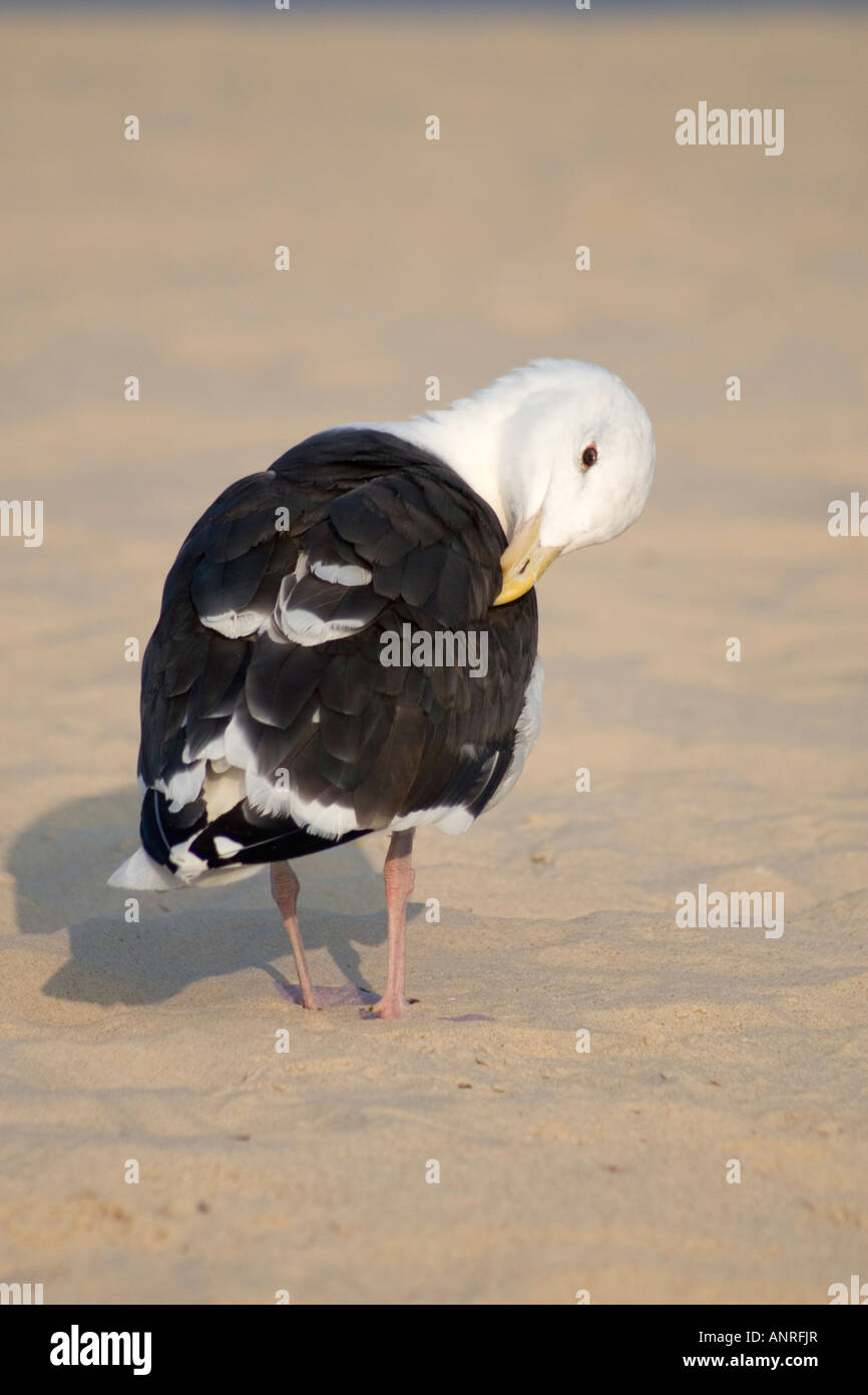 old bird cleaning Stock Photo - Alamy