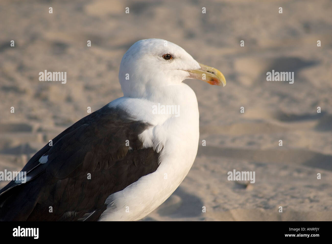 portrait of an old bird Stock Photo - Alamy