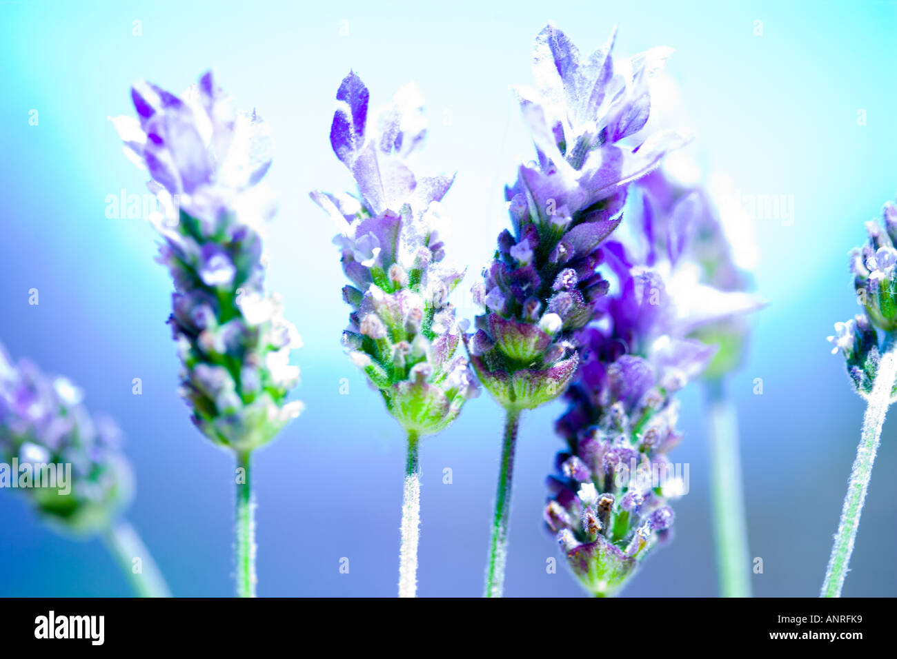 COMMON NAME: Lavender - French LATIN NAME: Lavandula Stock Photo - Alamy