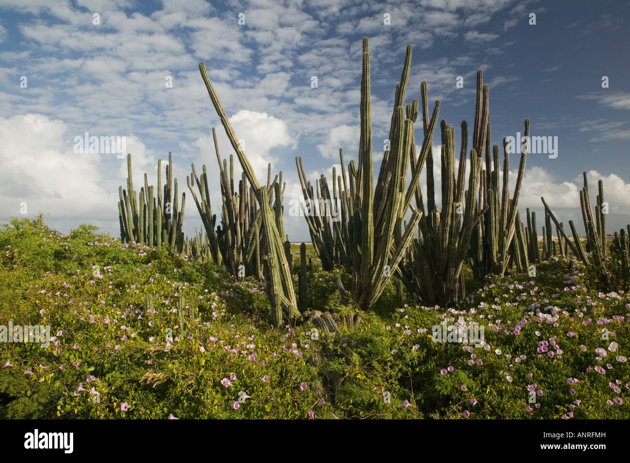 ABC Islands, BONAIRE, Boca Onima: Cactus NE Bonaire Stock Photo - Alamy