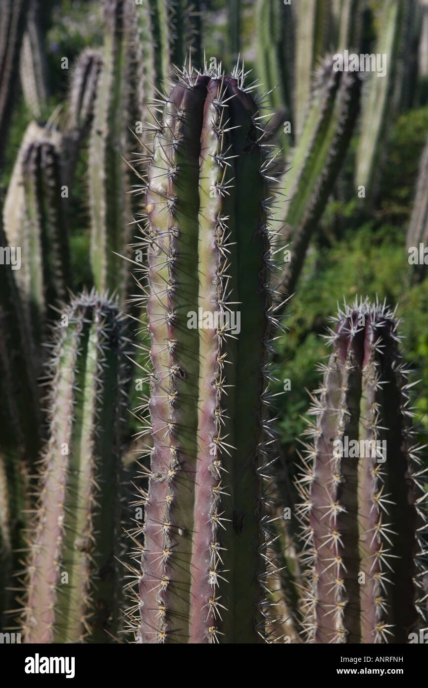 Onima hi-res stock photography and images - Alamy