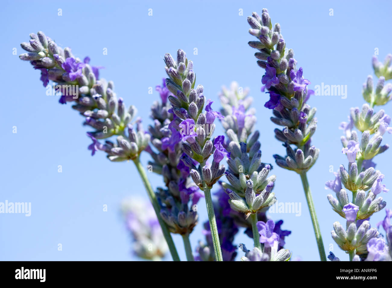 COMMON NAME: Lavender LATIN NAME: Lavandula Stock Photo - Alamy