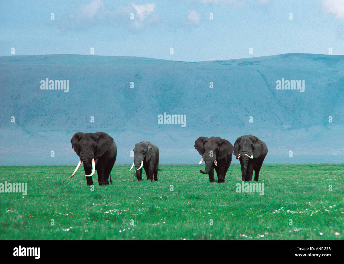 Four mature male elephants carrying fine ivory Ngorongoro Crater ...