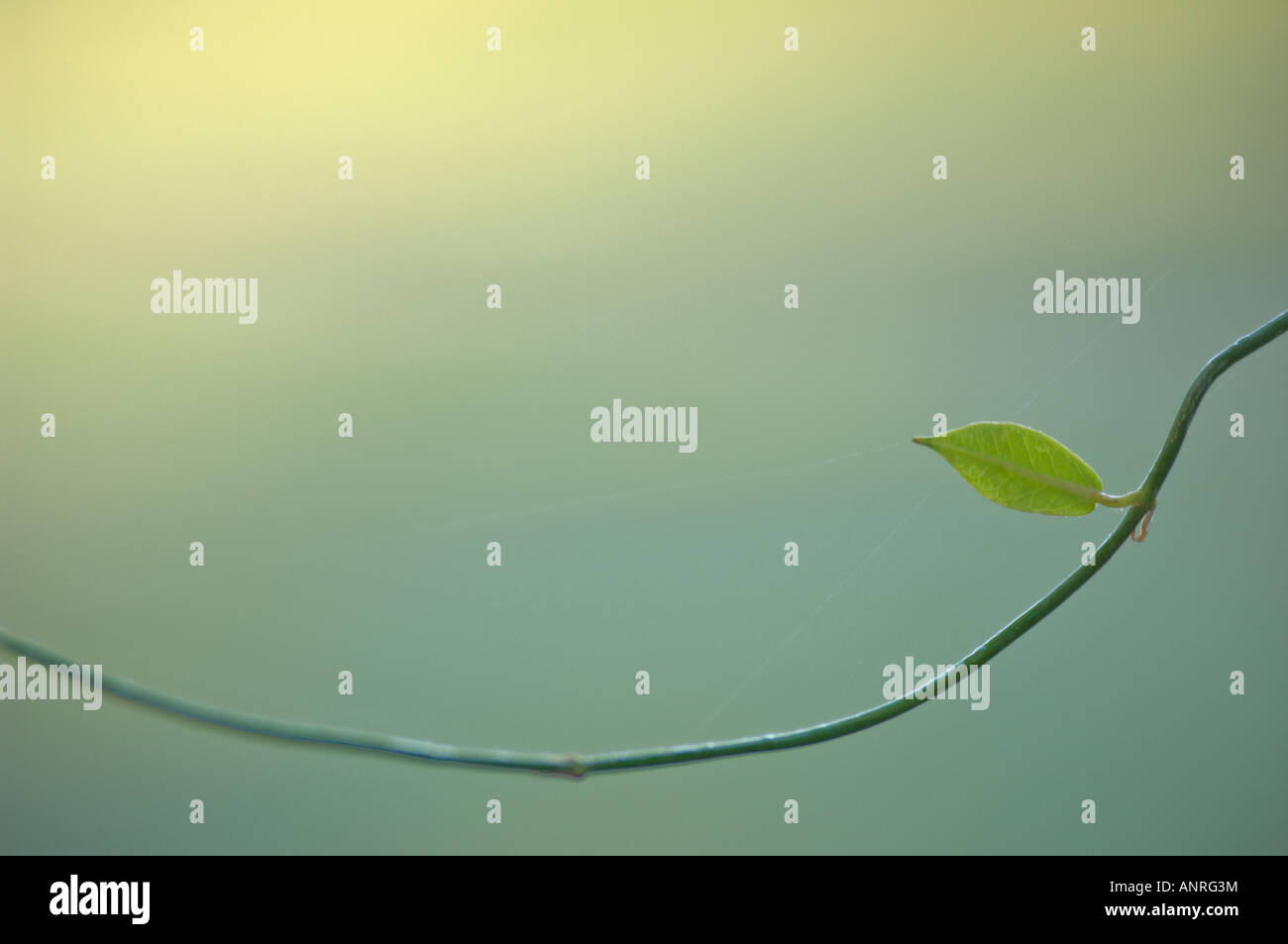 simple vine frame leaf isolated vine with leaf green nature growing ...