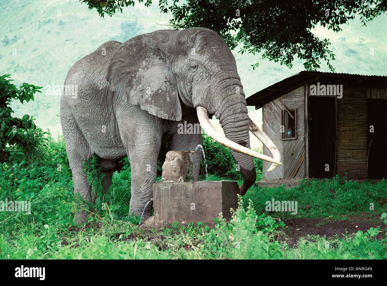 Large male elephant drinking from a tap outside the Public Toilet ...