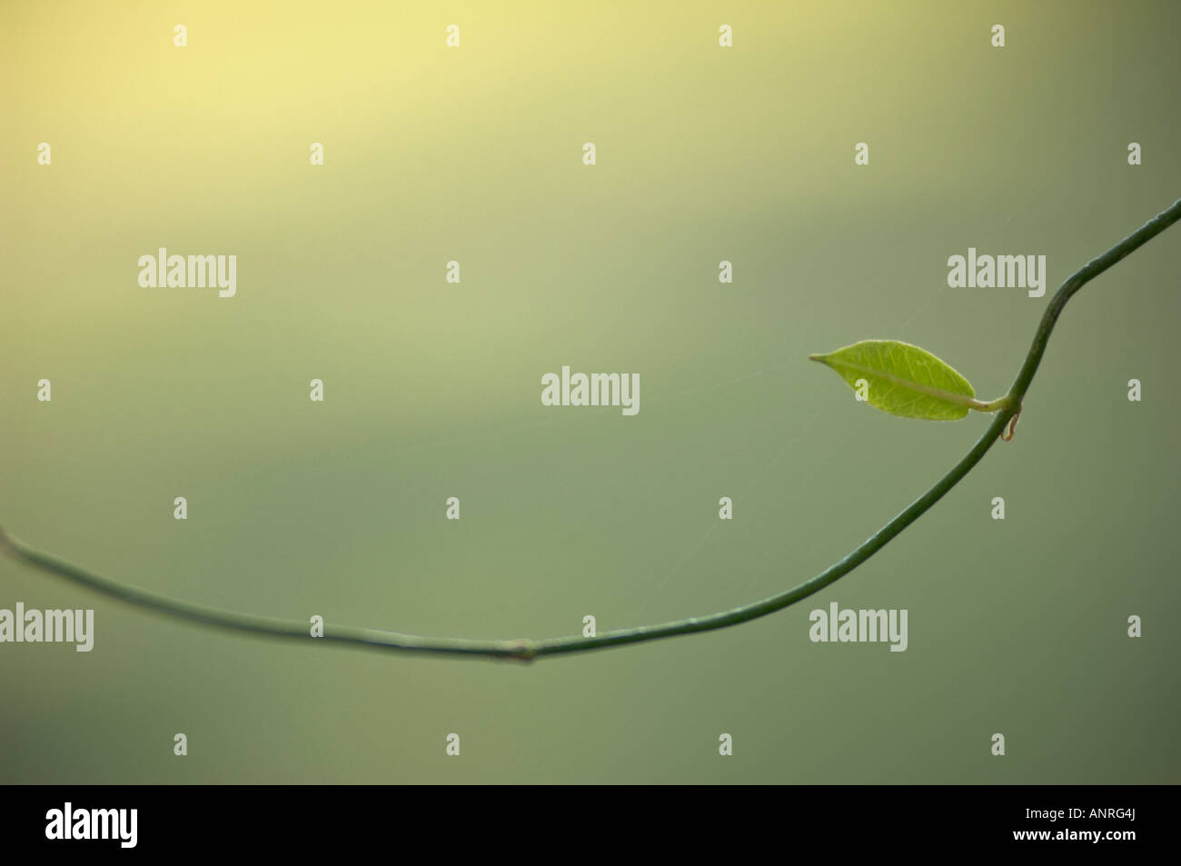 simple vine frame leaf isolated vine with leaf green nature growing ...