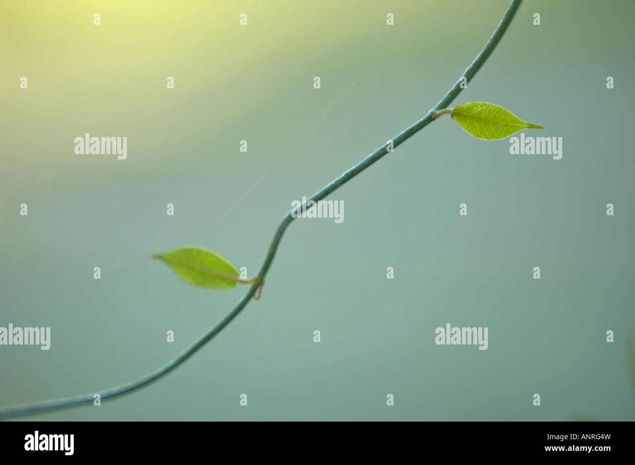 Simple leaf vine hi-res stock photography and images - Alamy